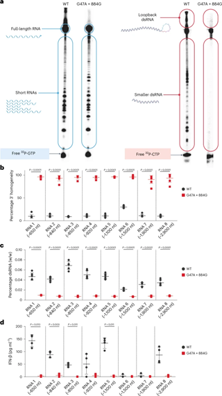 【耀文解读】mRNA IVT篇︱Modern团队首次发现T7 RNA聚合酶双突变体，减少免疫刺激副产物 - 知乎