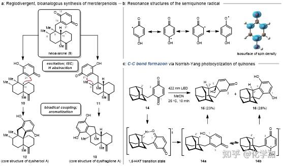 北大杨震/张仲超团队Angew：1,4-苯醌的Norrish-Yang光环化反应，助力倍半萜醌/氢醌类天然产物全合成 - 知乎