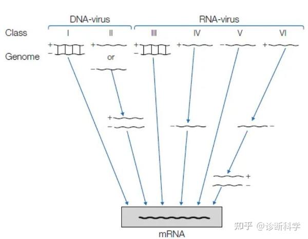 诊断技术｜细菌、古细菌和病毒的DNA - 知乎