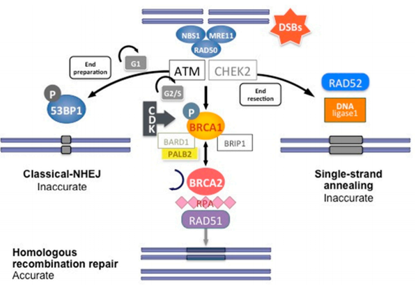 乳腺癌HRD近期研究进展综述 - 知乎