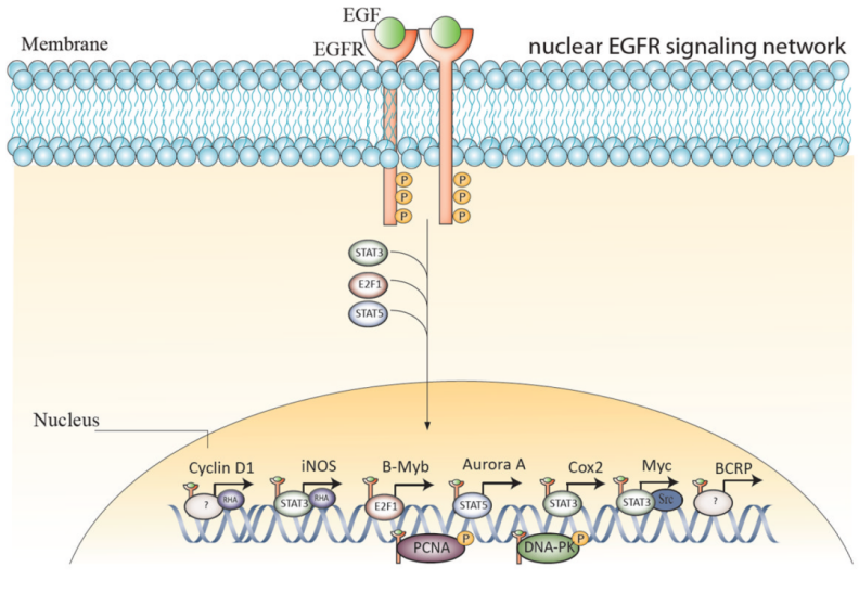 EGF究竟是什么热门细胞因子？ - 知乎