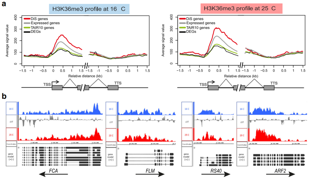 解析表观遗传学的工具——ChIP-seq（二） - 知乎