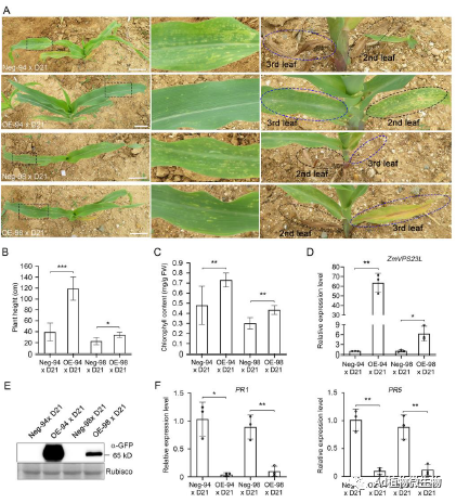 Plant Cell | 山东大学研究揭示调控玉米免疫受体介导的防御反应的新机制！ - 知乎