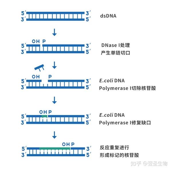 干货 | 你对“全能选手”DNase I 了解多少？ - 知乎