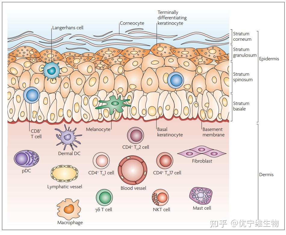 Advanced Science|皮肤类器官治疗局限性硬皮样病 - 知乎