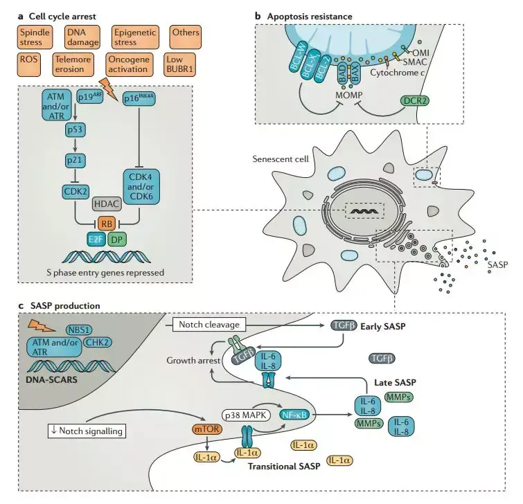 Nature深度综述：抗衰老新热点——衰老细胞 - 知乎