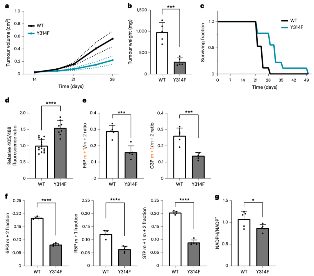 Nature Metabolism丨GAPDH 氧化还原开关保护还原能力并使应激肿瘤细胞存活 - 知乎