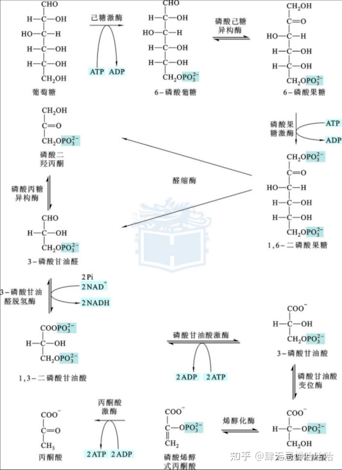 EMP/TCA/PPP途径 - 知乎