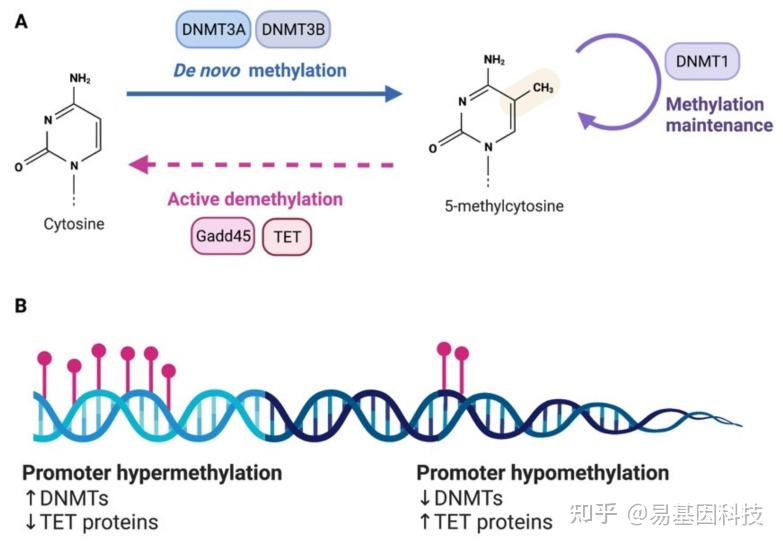 易基因｜深度综述：表观遗传机制在慢性疼痛中的作用(DNA甲基化+组蛋白修饰+非编码RNA) - 知乎