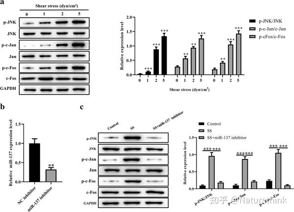 MiR-137 通过 JNK/AP-1 信号通路调节低强度剪切应力诱导的人主动脉内皮细胞凋亡 - 知乎