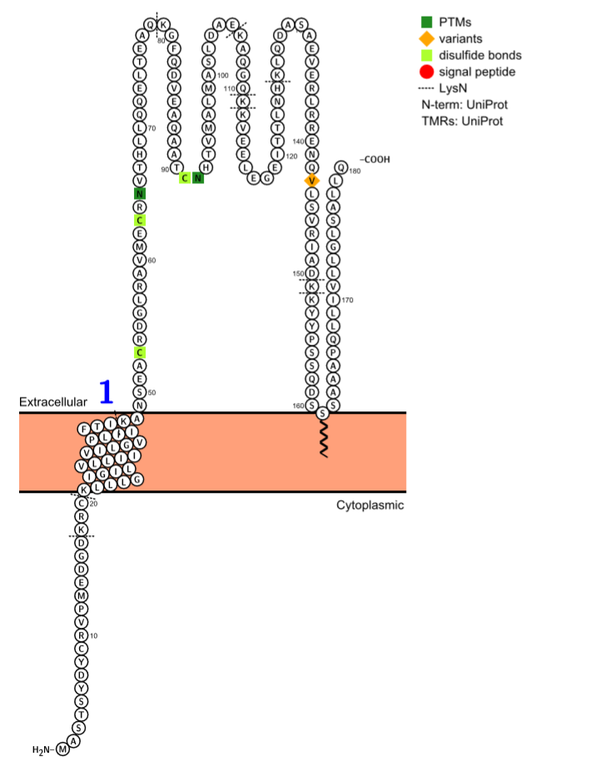 “基因突变-蛋白拓扑结构”标注辅助工具介绍 - 知乎