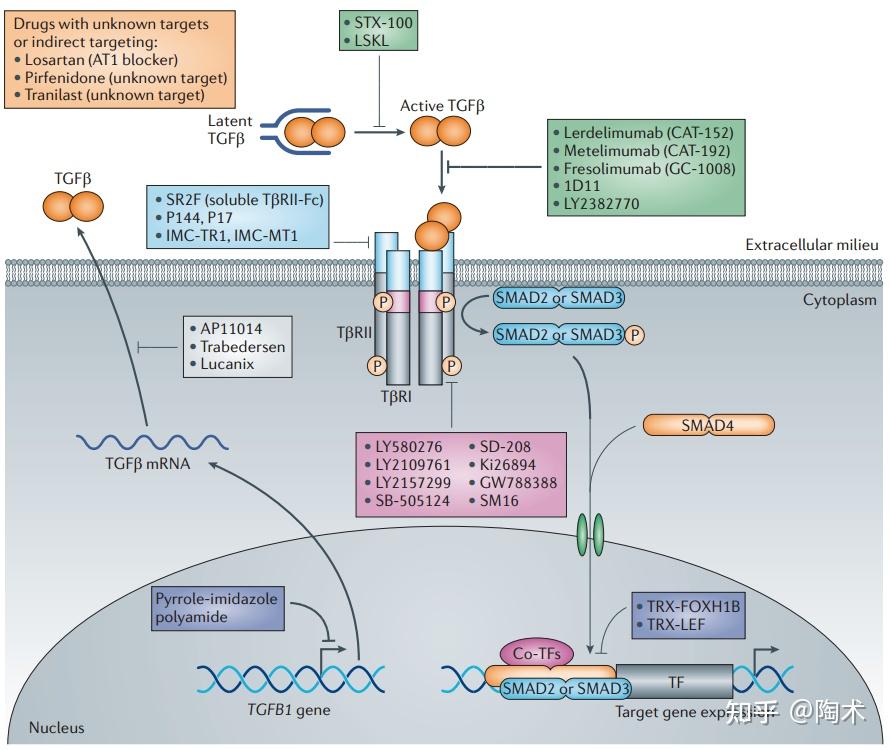 干货！TGF-β：概述、历程、机制、靶点？——TargetMol - 知乎