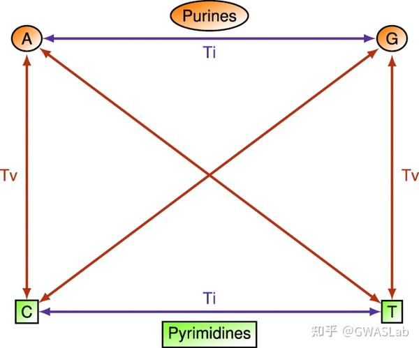 Ti/Tv ratio (Ts/Tv ratio) 的参考值与意义 - 知乎