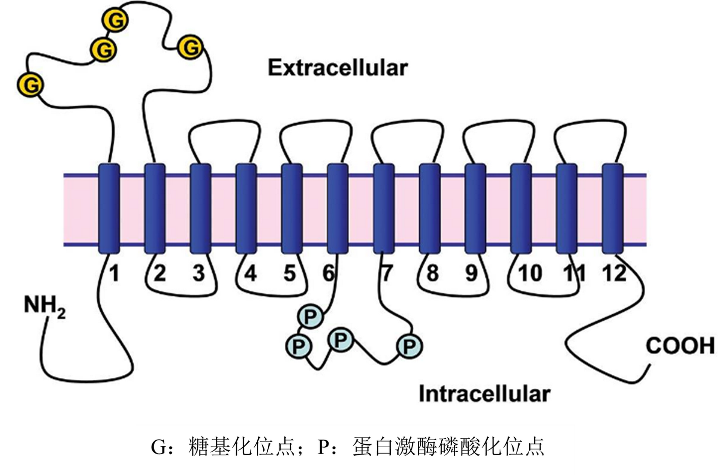 国内首家！IPHASE SLC家族OAT3转运体细胞研发成功 - 知乎
