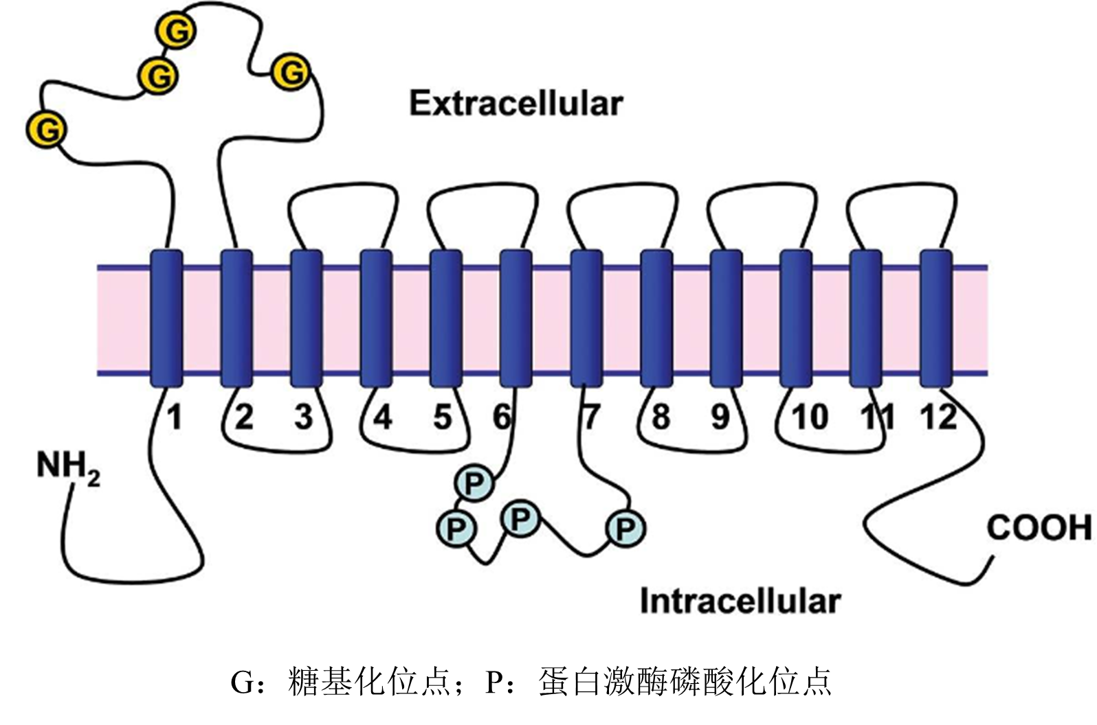 国内首家！IPHASE SLC家族OAT3转运体细胞研发成功 - 知乎