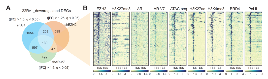 NAR︱蔡玲/王刚/金坚团队合作揭示和靶向前列腺癌中EZH2的双重功能 - 知乎
