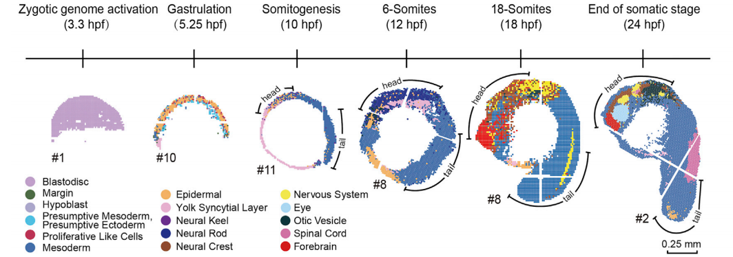 Cell专题解读 | 华大Stereo-seq系列成果发布，揭秘超高分辨率生命全景时空图谱 - 知乎