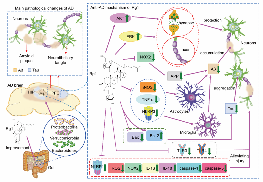 APS 综述︱朱国旗团队综述人参皂苷Rg1在神经系统疾病中新进展 - 知乎