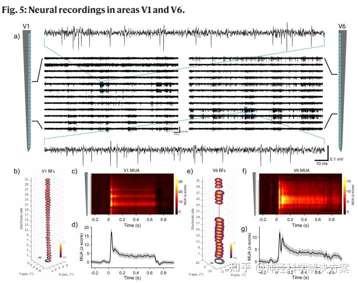 Cambridge NeuroTech电极清醒、行为狨猴的多区域记录和光遗传学 - 知乎