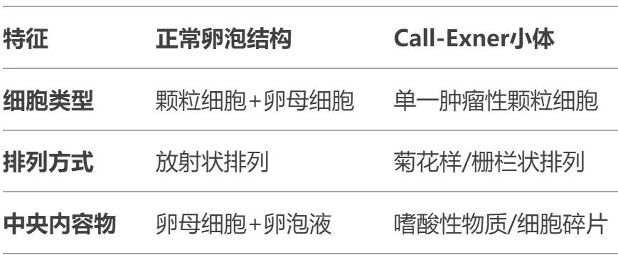 探秘Call-Exner小体【病理诊断须知】 - 知乎