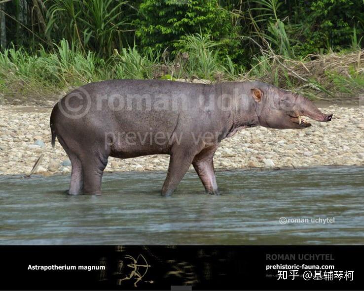 新生代巨兽猛兽与其他掠食者精简名录：古兽争锋榜（新近纪篇） - 知乎