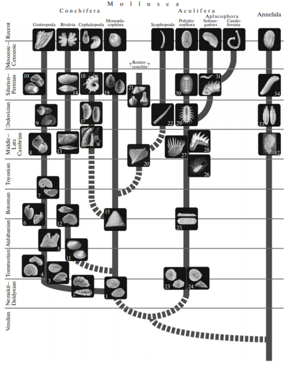 头足纲小传（29）瑕光微明：头足纲的起源，奈特氏锥 Knightoconus - 知乎