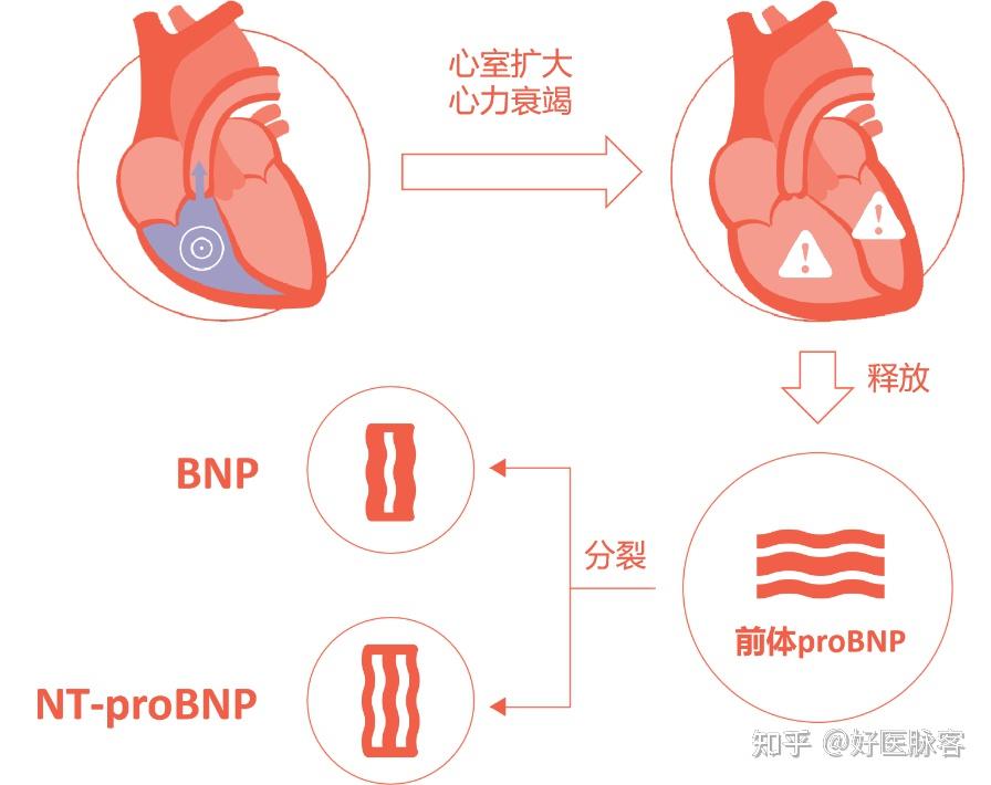 蜓鳞屁BNP梅NT-proBNP劝？ - 知乎