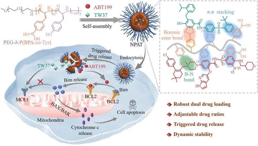【研究速递】急性髓细胞性白血病(AML)协同治疗研究进展 - 知乎