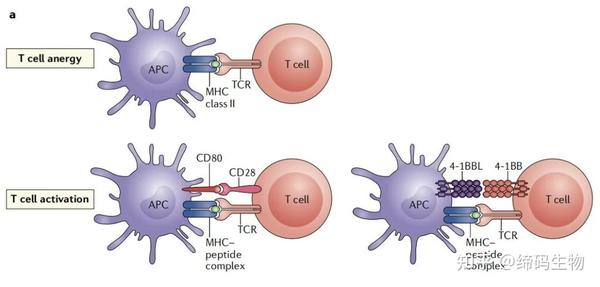 肿瘤免疫靶点 | T细胞共刺激分子4-1BB - 知乎