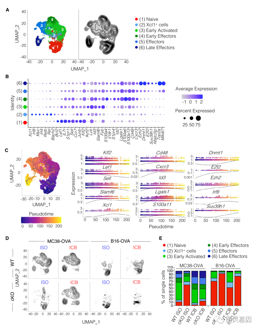 Can Cell | 哈佛医学院揭示肿瘤免疫原性决定免疫治疗对TCF1的依赖性 - 知乎