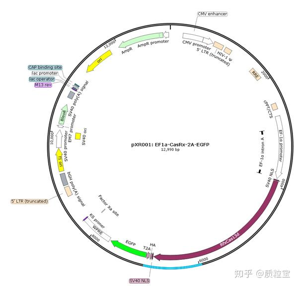 靶向RNA的CRISPR/CasRx - 知乎