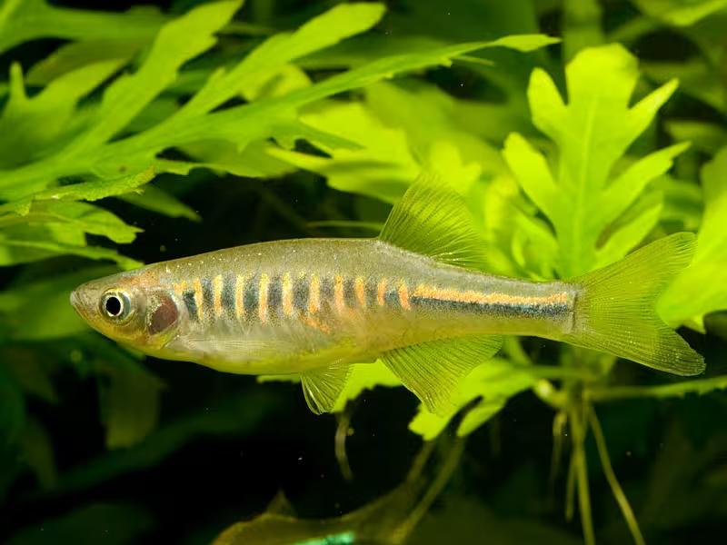 大【鱼丹】属Devario，不一样的大斑马鱼 - 知乎