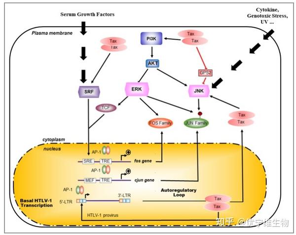 【小优细节君】c-Fos的WB怎么做？ - 知乎