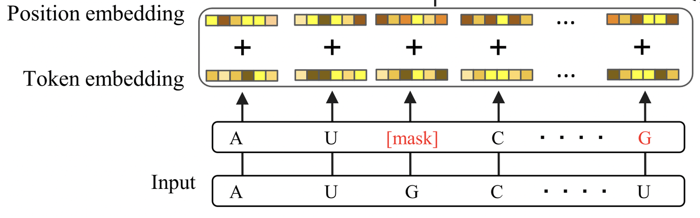 (三) RNABERT 技术简报 - 知乎