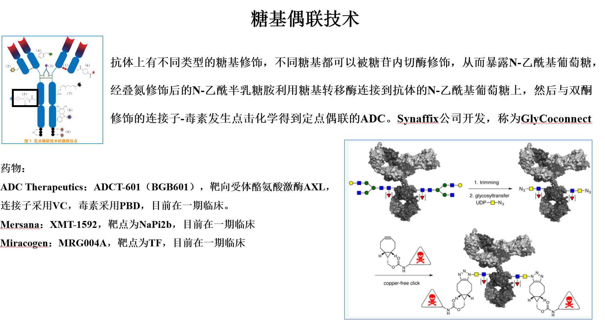 ADC定点偶联技术 - 知乎