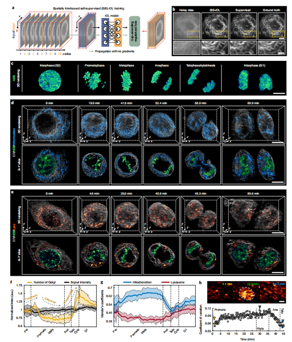 Nat. Biotechnol. | 用于快速亚细胞过程持续实时成像的合理化深度学习超分辨率显微镜 - 知乎