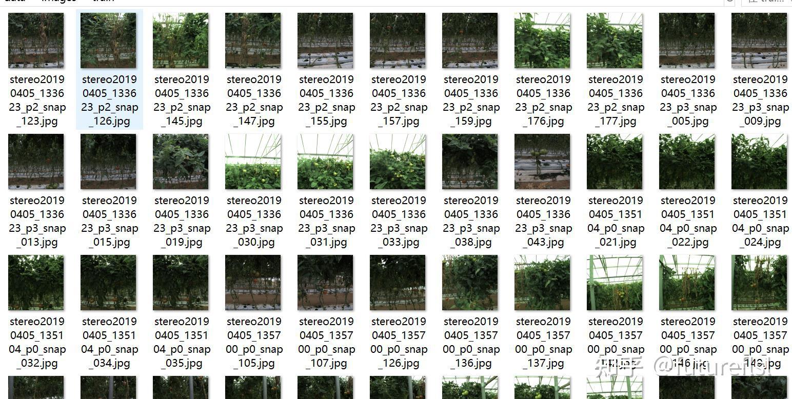 [C#][winform]基于yolov11的大棚番茄成熟度检测系统C#源码+onnx模型+评估指标曲线+精美GUI界面 - 知乎