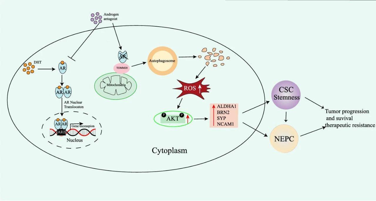 互作蛋白组学技术对比：邻近标记与传统IP-MS、Pull down-MS优势对比 - 知乎