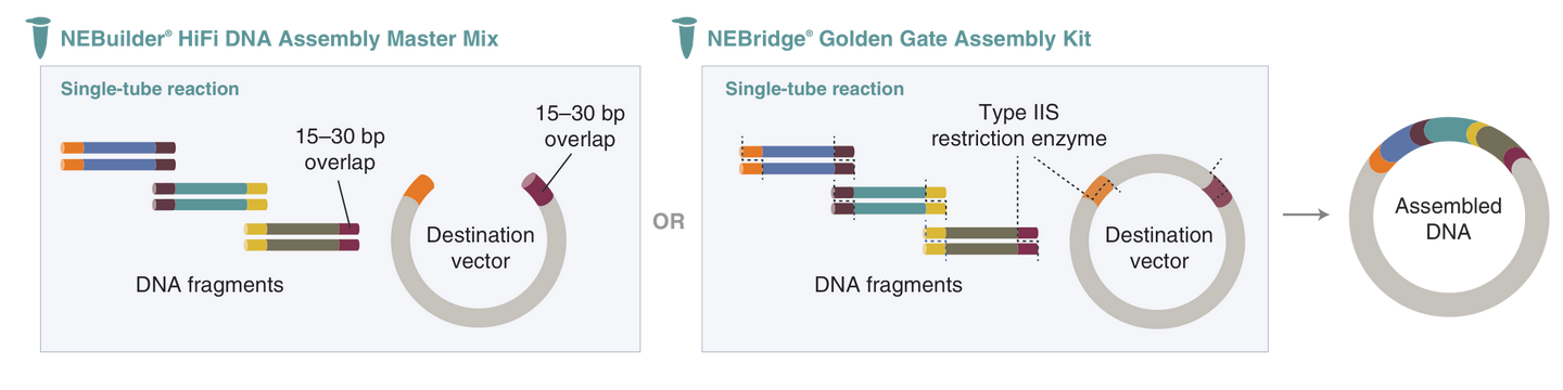 挑战 1 天完成从克隆到表达，全流程无细胞体系，解密 NEB 高通量筛选新范式 - 知乎