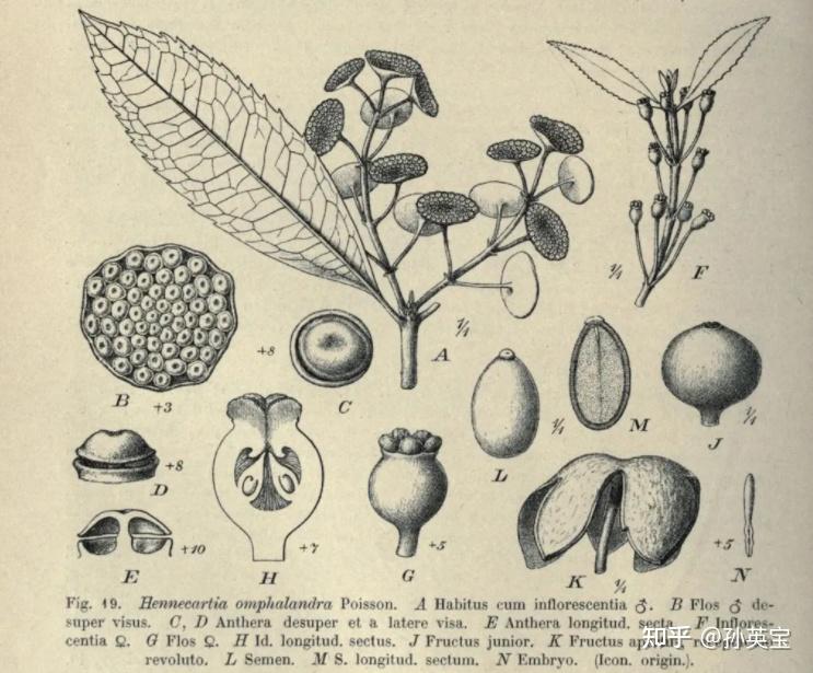 科学绘画||被子植物玉盘桂科的成员（2） - 知乎