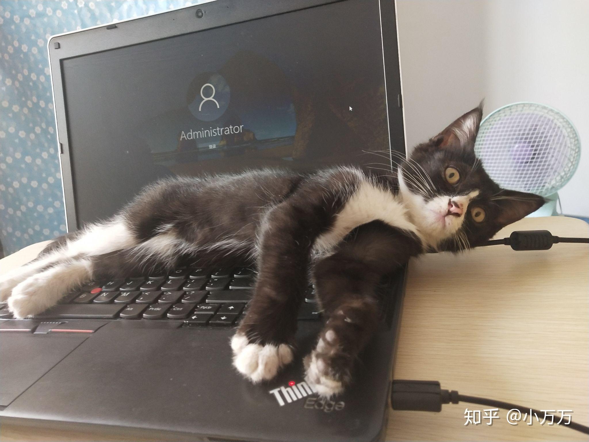 我怀疑我的猫在阻止我进步 知乎