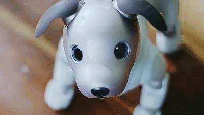 仅仅30分钟就售罄：索尼AIBO机器狗卷土重来 - 知乎