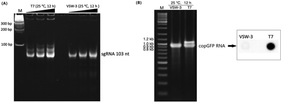 【耀文解读】mRNA IVT篇-VSW-3 RNA聚合酶在IVT中减少dsRNA副产物 - 知乎