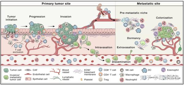 Nature | 万字综述肿瘤微环境随着癌症进展的动态演变过程 - 知乎