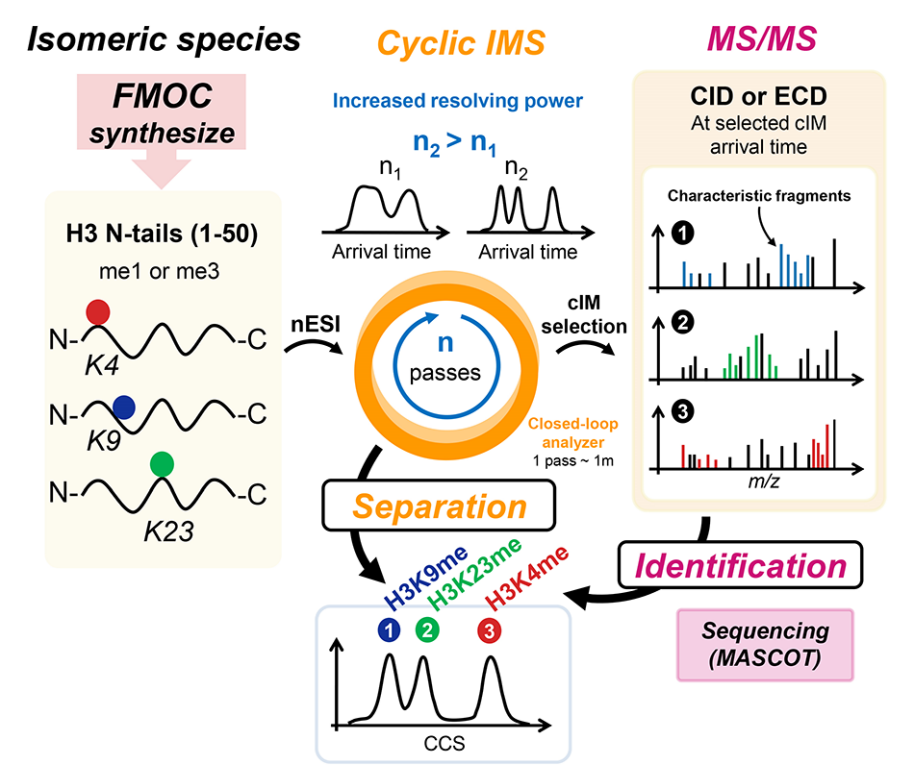文献分享 | 使用环形离子淌度和电子捕获解离完全分离和测序中-低质量范围异构蛋白 - 知乎