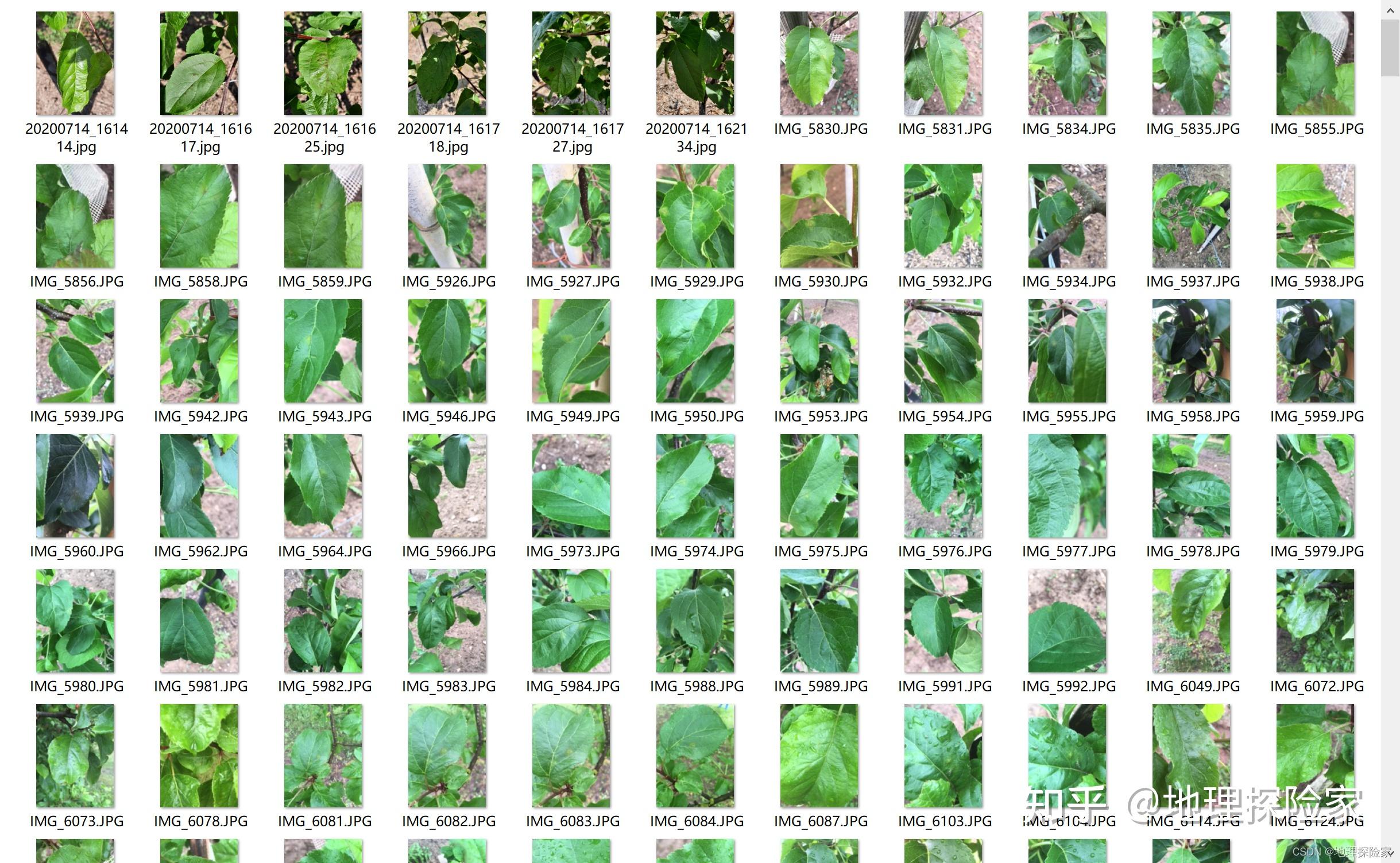 深度学习数据集—水果数据集大合集 - 知乎