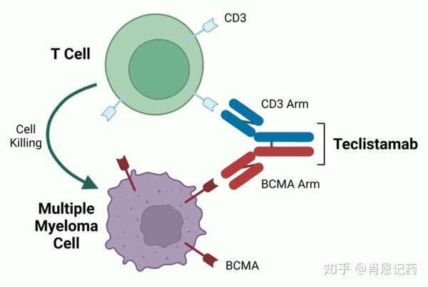 记住所有FDA生物药 | BCMA×CD3双抗 | Teclistamab 泰克力斯妥单抗 | 及5款多发性骨髓瘤(MM)药物 - 知乎