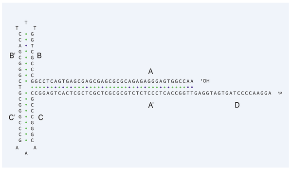 解决基因治疗痛点——AAV-ITR测通+载体稳定构建 - 知乎