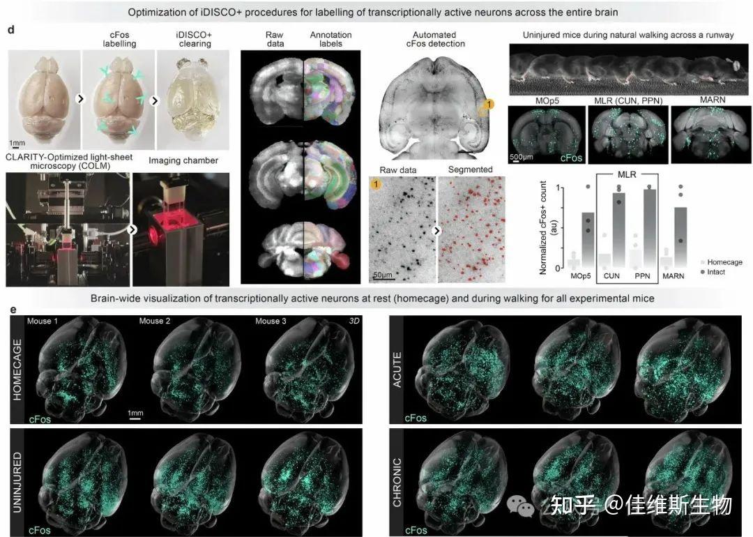IF58.7 | 从瘫痪到行走，这项研究让瘫痪逆天改命！ - 知乎