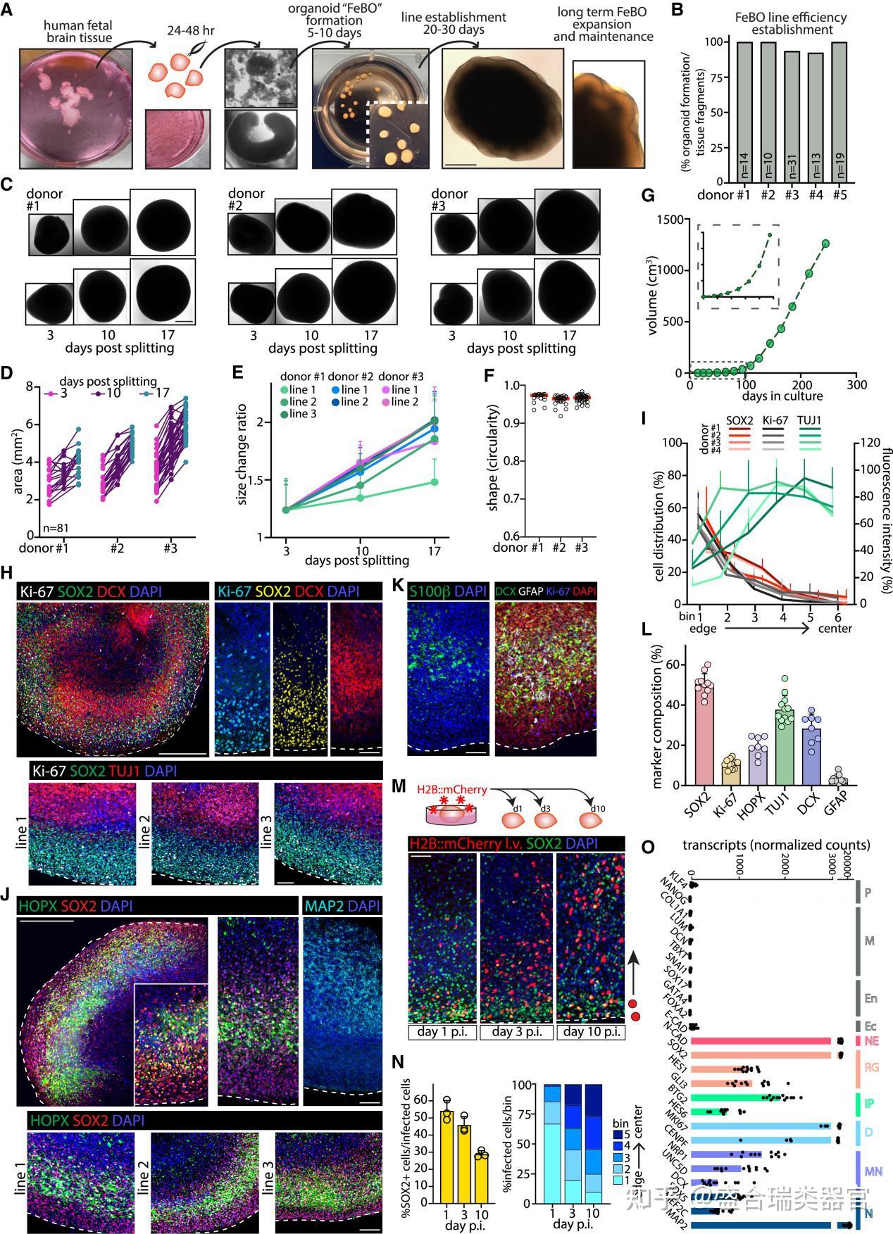 Cell重磅！Hans Clevers团队成功建立首个人类胎儿大脑衍生类器官 - 知乎